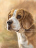 Beagle In Soft Pastels - Pastelworks.net