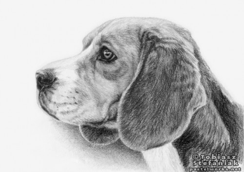 Bespoke, Lifelike Pet Portraits - Cats, Dogs - Pastelworks.net